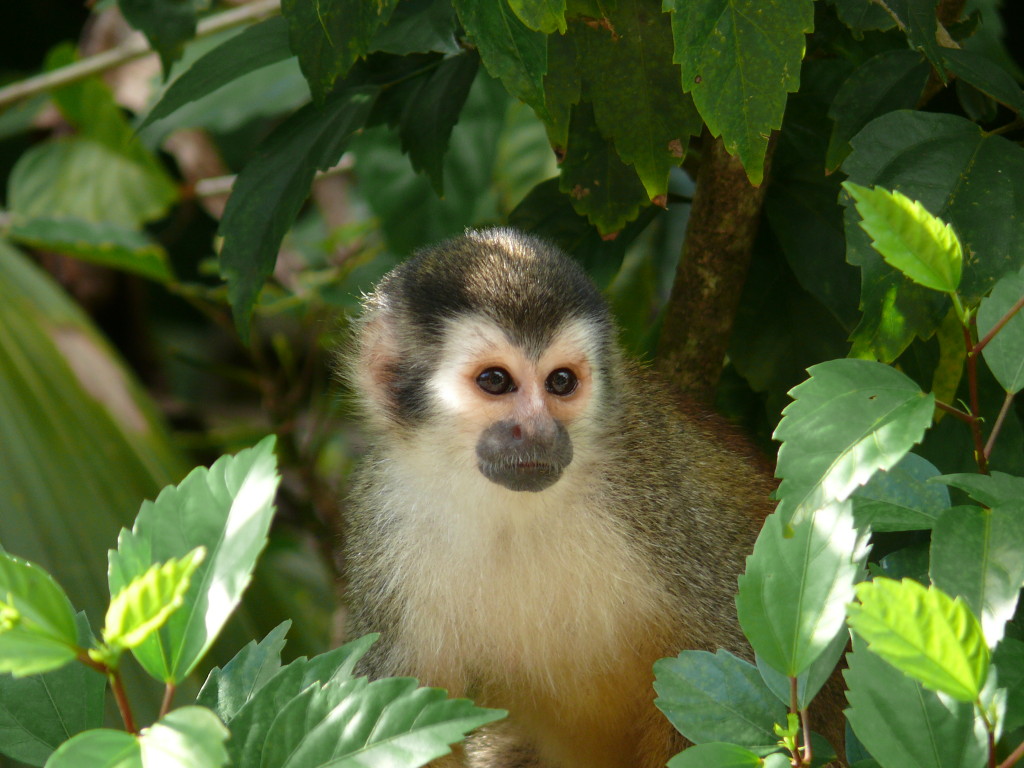 Sites incontournables du Costa Rica en famille - TRACEDIRECTE - LE BLOG